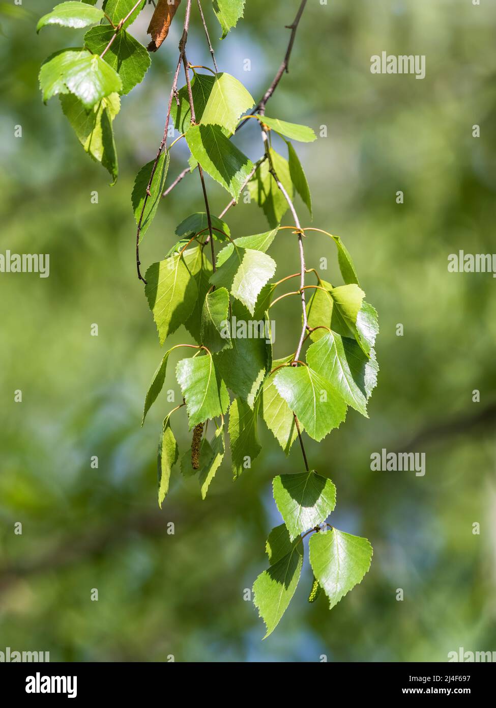 Birch branches with fresh green leaves and seeds. The branch of a birch ...