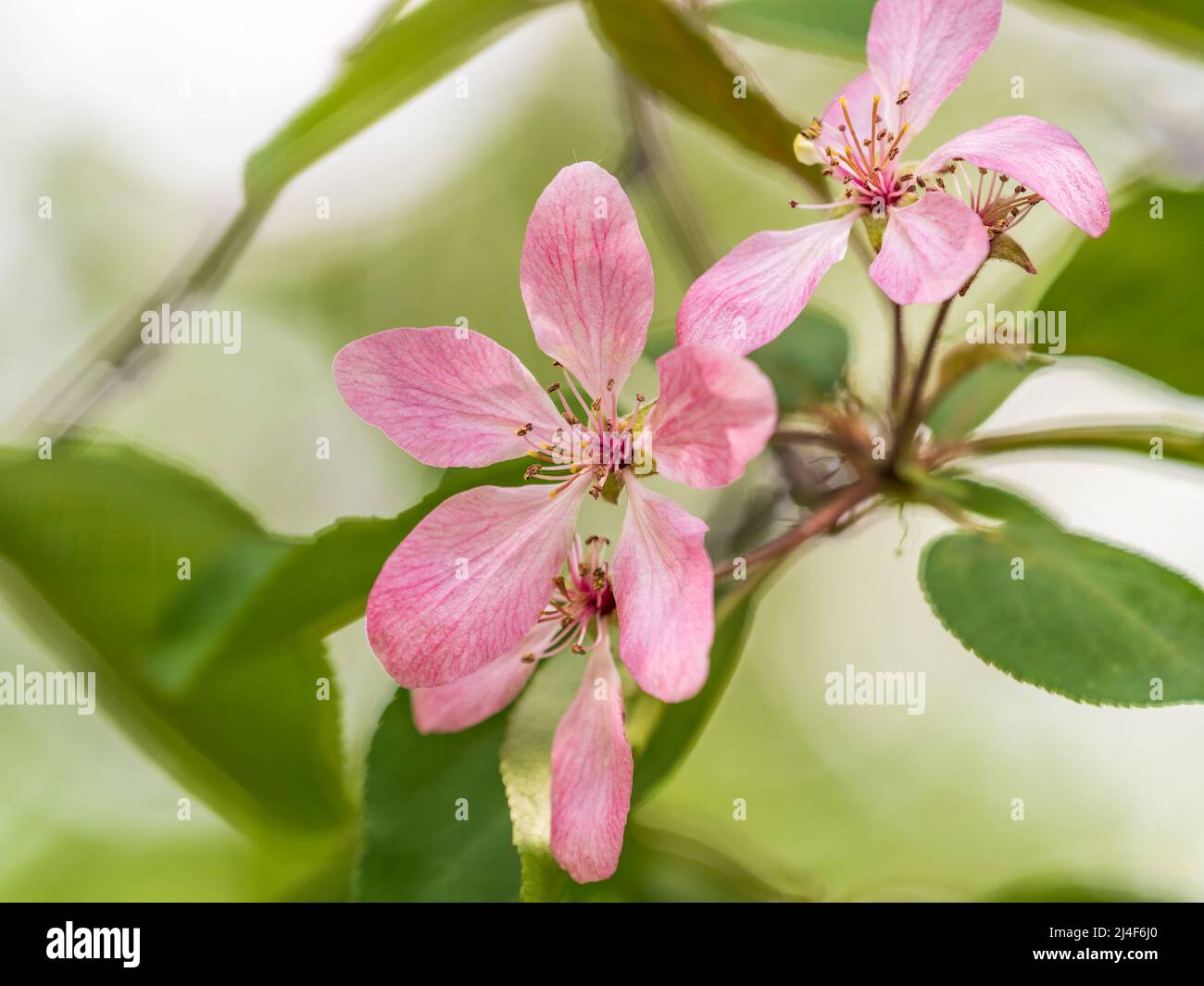 Fresh pink flowers of a blossoming apple tree with blured background ...