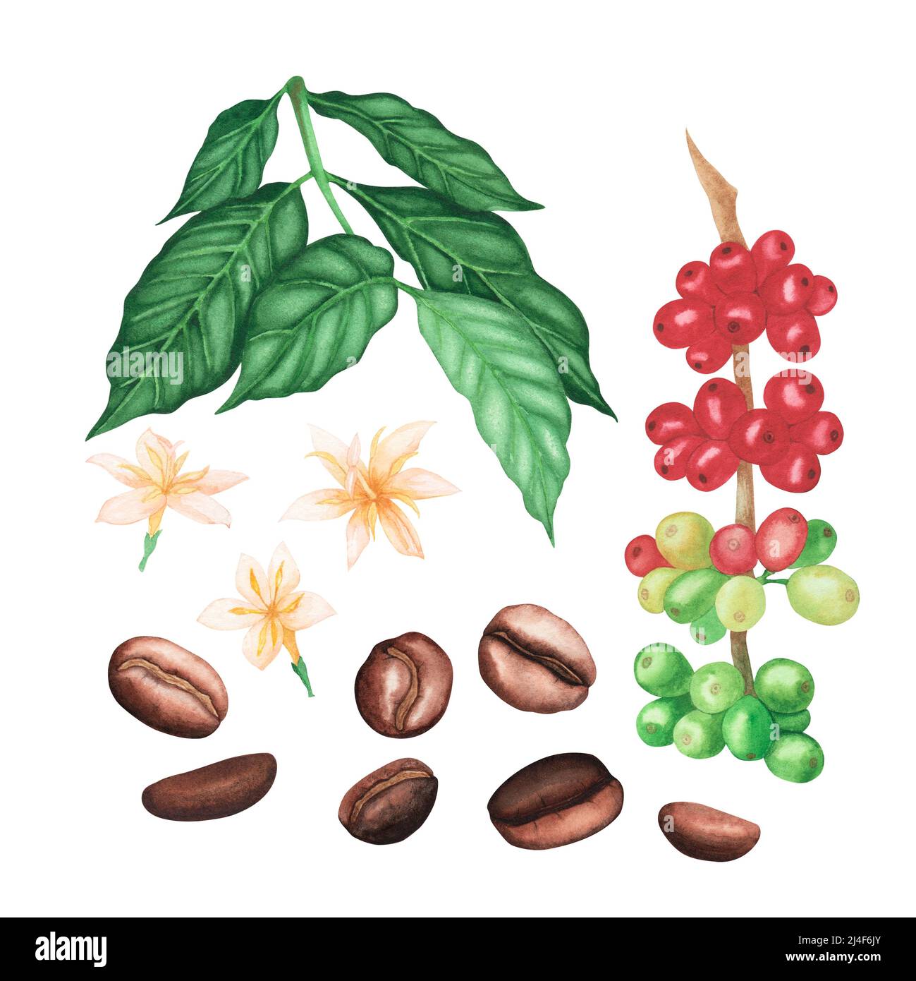 Set red and green coffee arabica beans on branch, flowers. brown ...