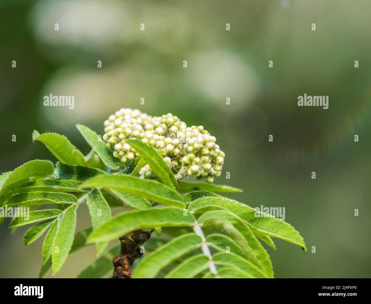 White blooming rowan tree in the garden on sunny spring day close up ...