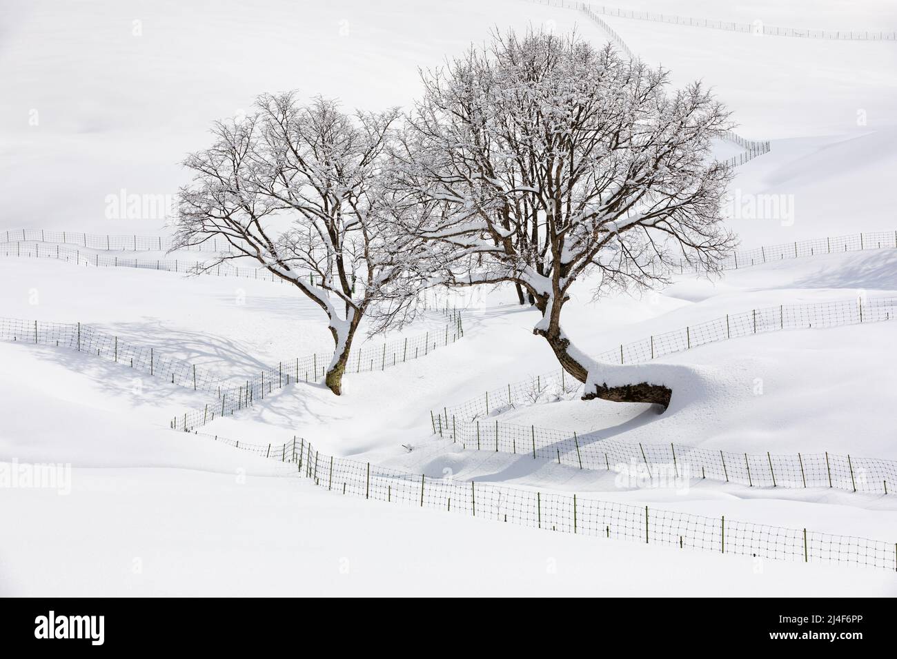 Beautiful winter mountain, snow scene (Daegwallyeong, Gangwon-do, South ...