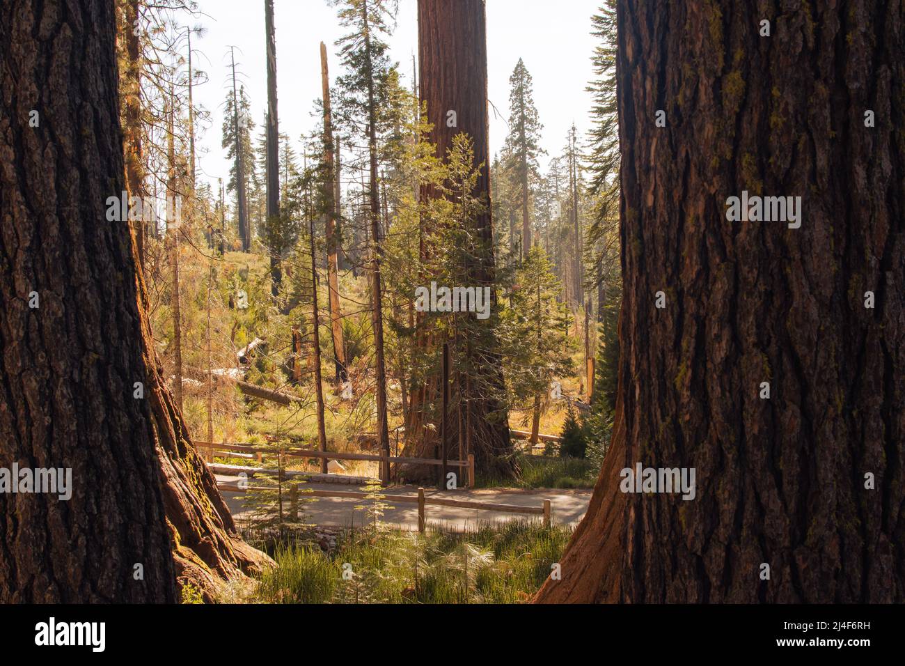 Autumnal landscape from Yosemite National Park, California, United ...