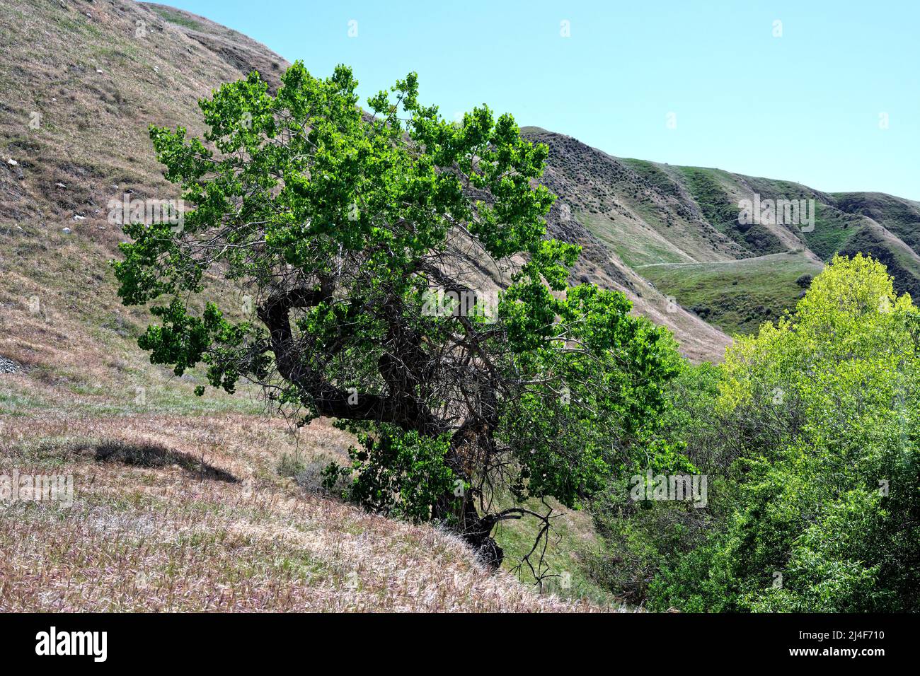 California fine art hi-res stock photography and images - Alamy