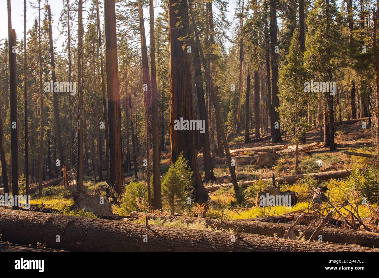 Autumnal landscape from Yosemite National Park, California, United ...
