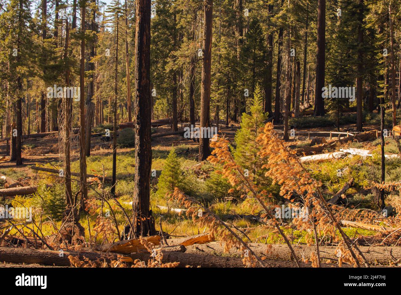 Autumnal landscape from Yosemite National Park, California, United ...