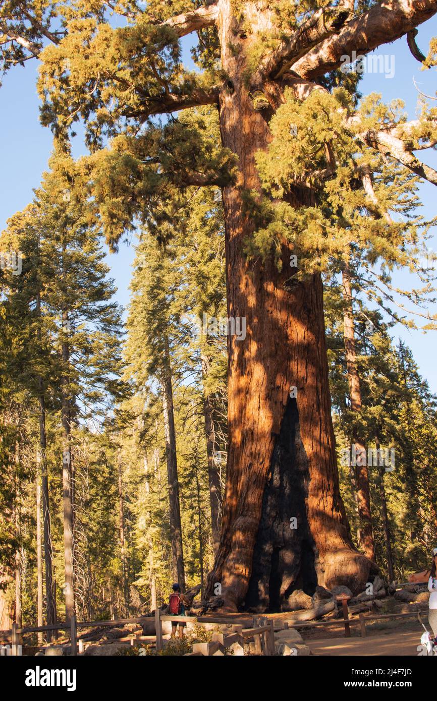 Autumnal landscape from Yosemite National Park, California, United ...
