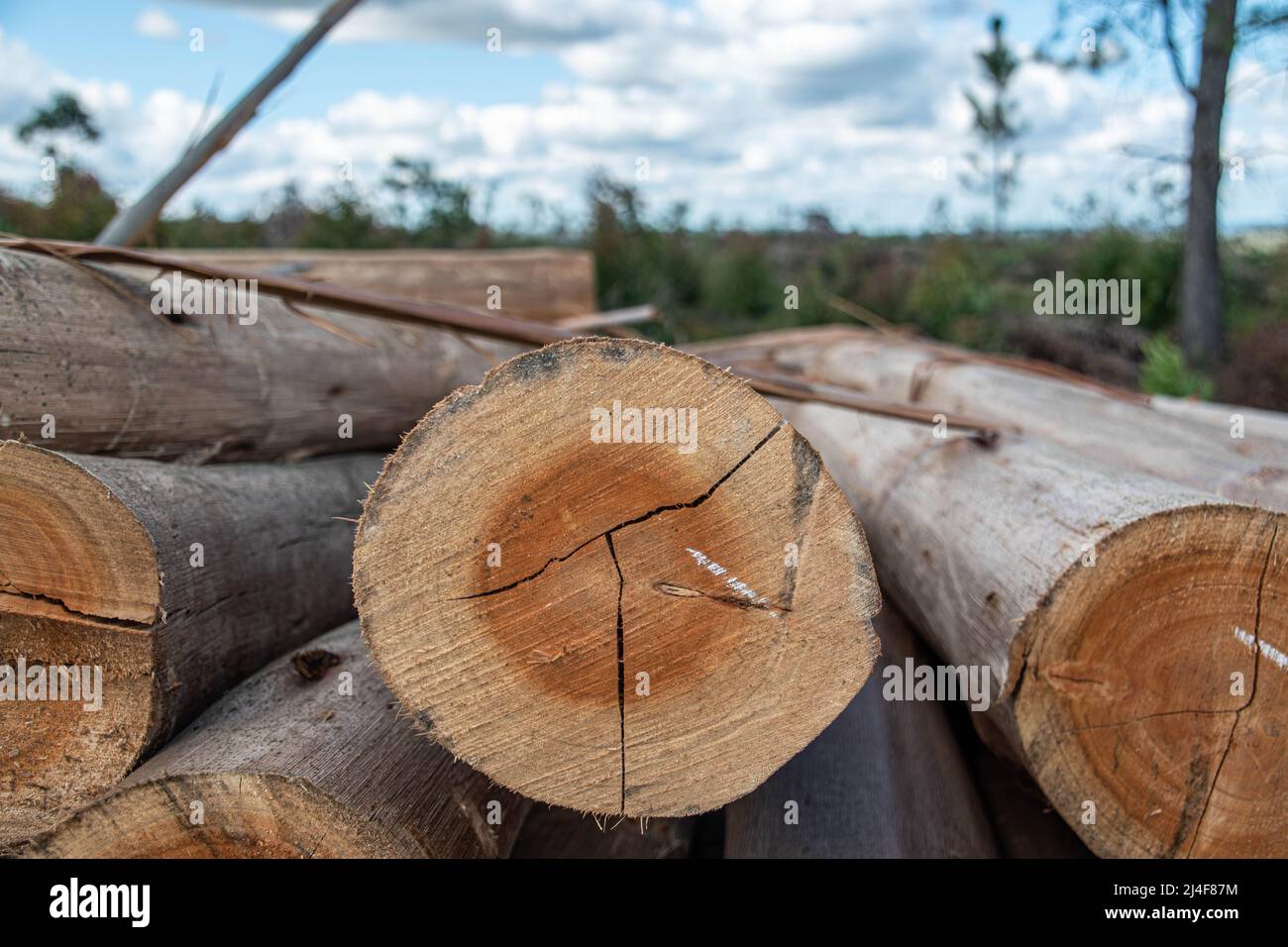 Tree trunks cut and stacked in a forestry Stock Photo - Alamy