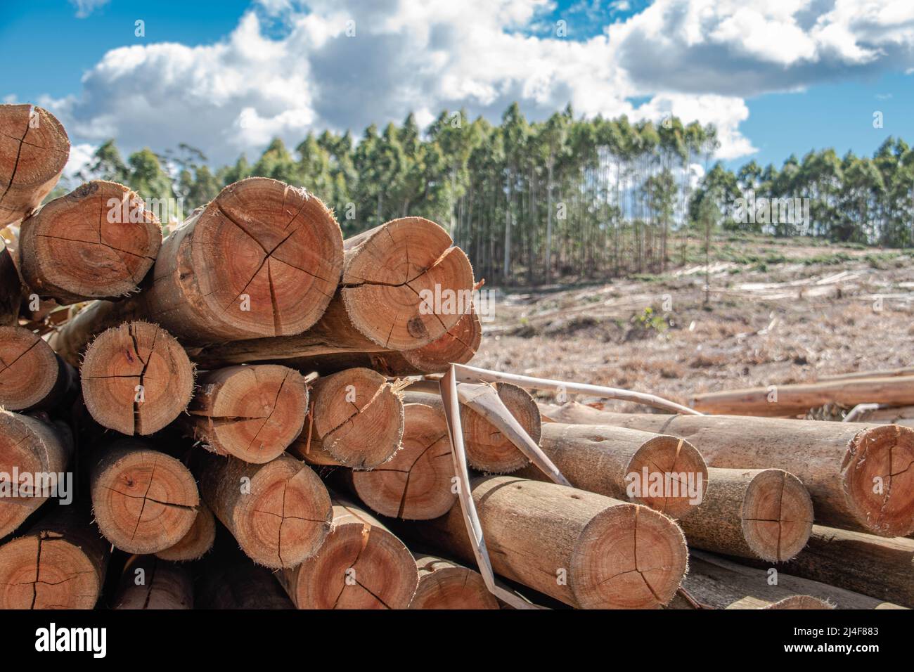 Tree trunks cut and stacked in a forestry Stock Photo - Alamy