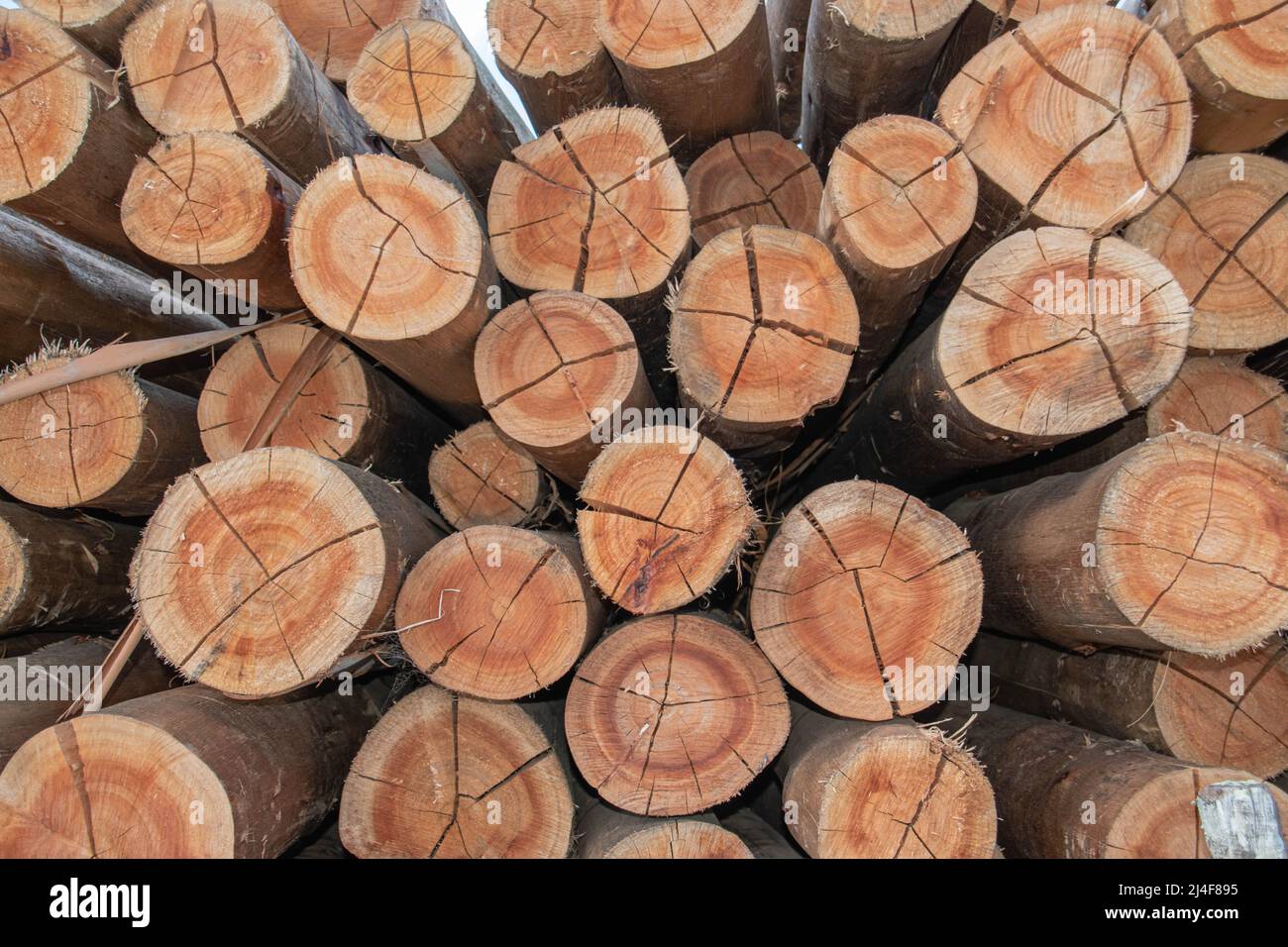 Tree trunks cut and stacked in a forestry Stock Photo - Alamy