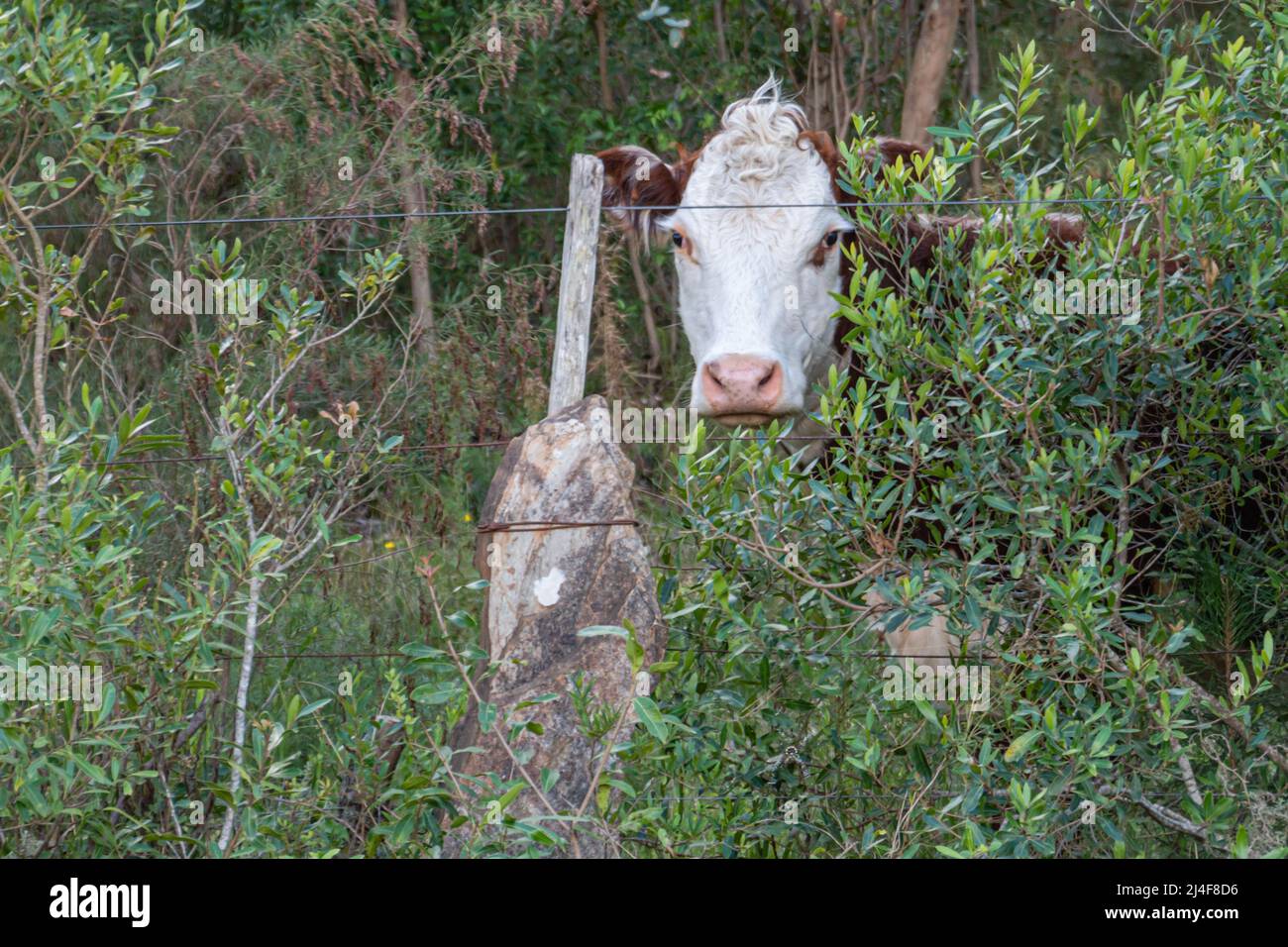 Cow poking its head out of the bushes behind a fence Stock Photo - Alamy