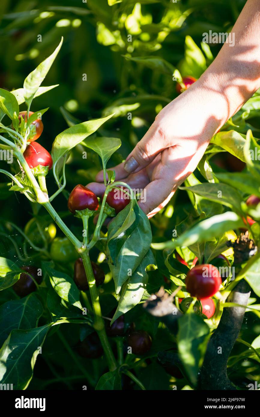 Female hand pick fresh eco hi-res stock photography and images - Alamy