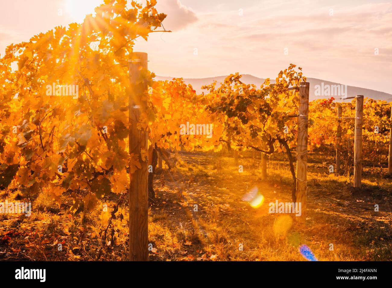 Bright autumn red orange yellow grapevine leaves at vineyard in warm ...