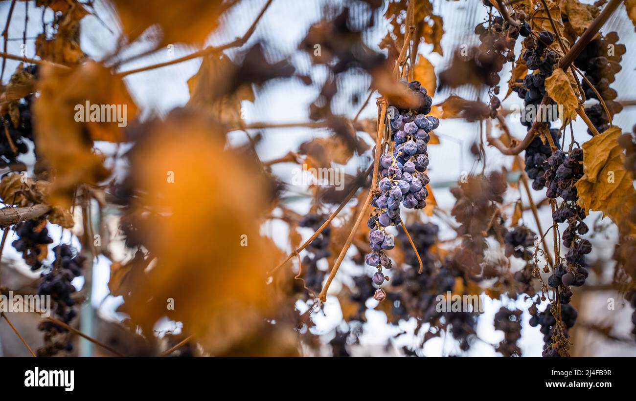 Withered unharvested blue grapes after winter Stock Photo - Alamy