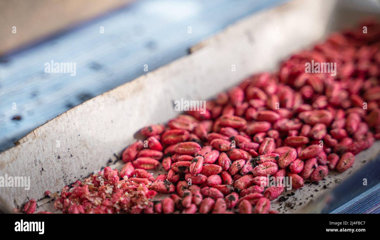 Wheat grains are poisoned with a bright red-pink poison from rodents ...