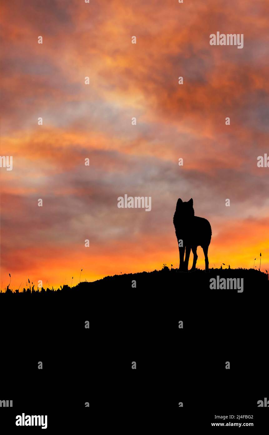Wolf ridge hi-res stock photography and images - Alamy