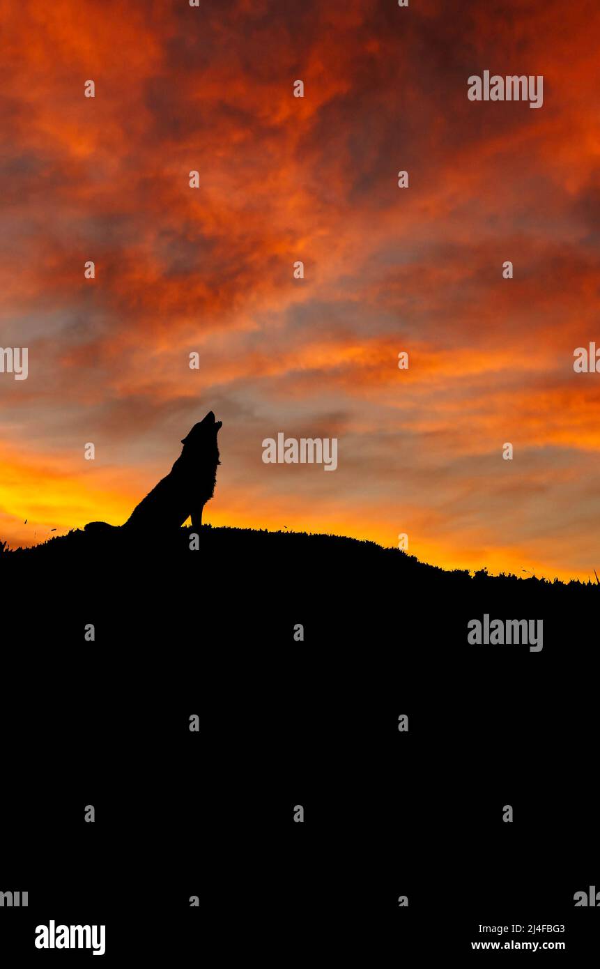 Wolf howling hi-res stock photography and images - Alamy
