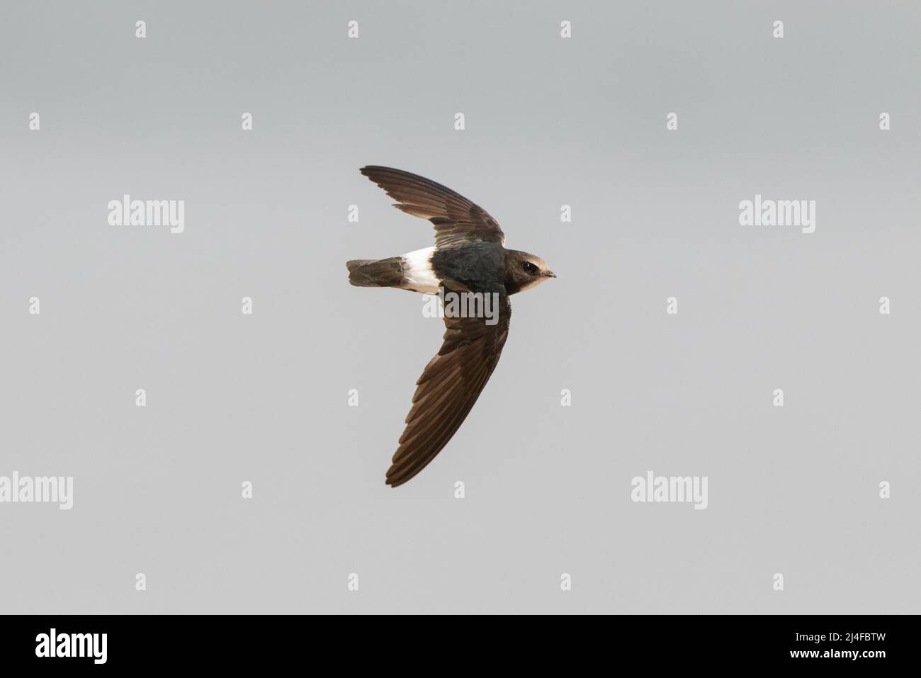 Swifts in flight hi-res stock photography and images - Alamy
