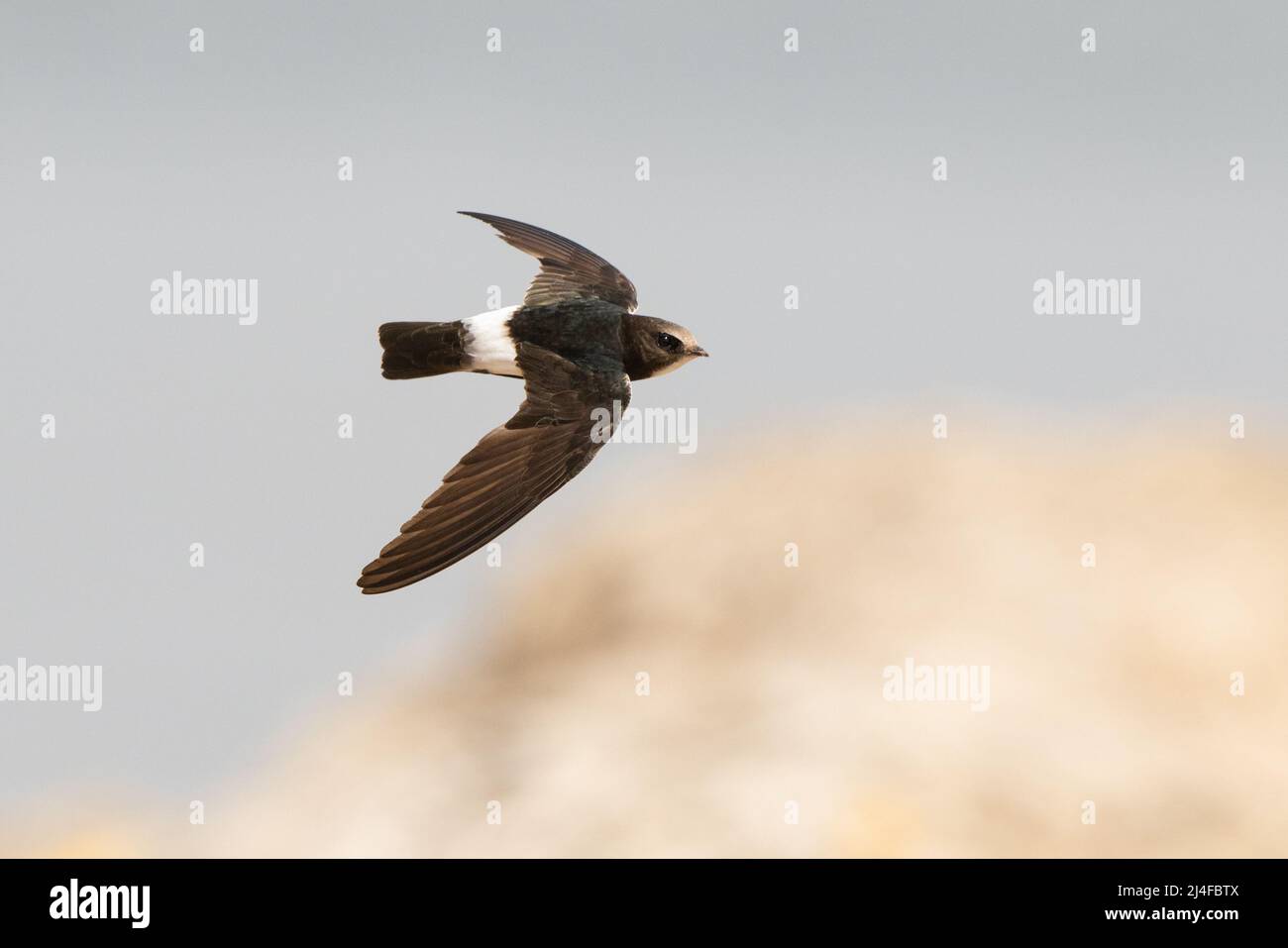 Swifts in flight hi-res stock photography and images - Alamy