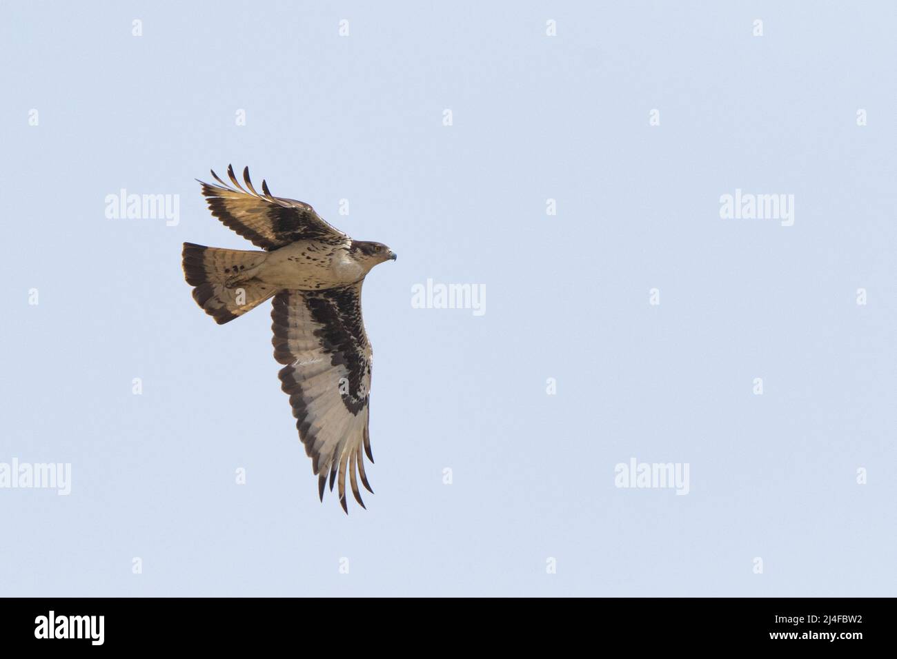 African Hawk Eagle in flight with copy space Stock Photo - Alamy