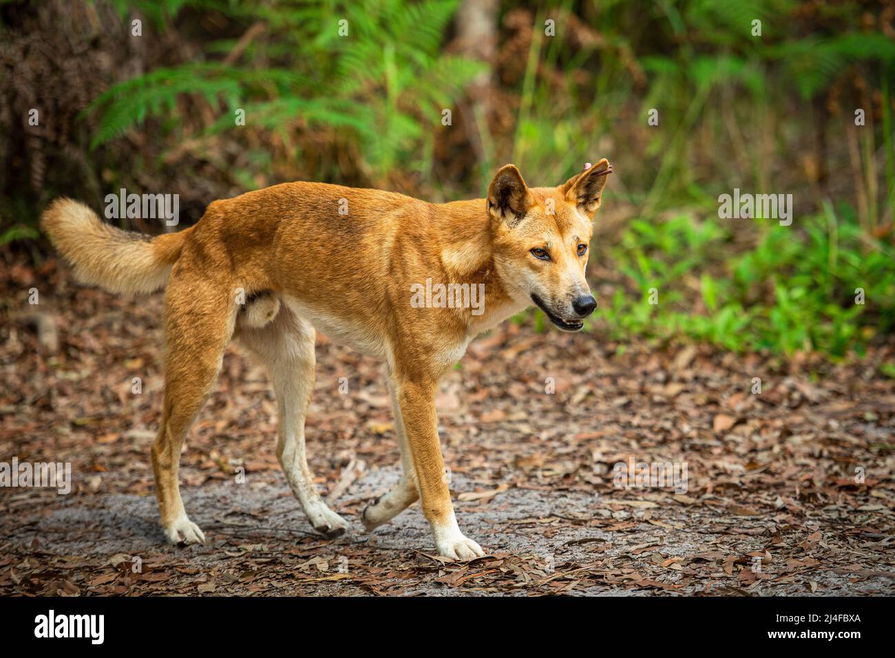 A male dingo on an inland forest track on Fraser Island. Queensland ...