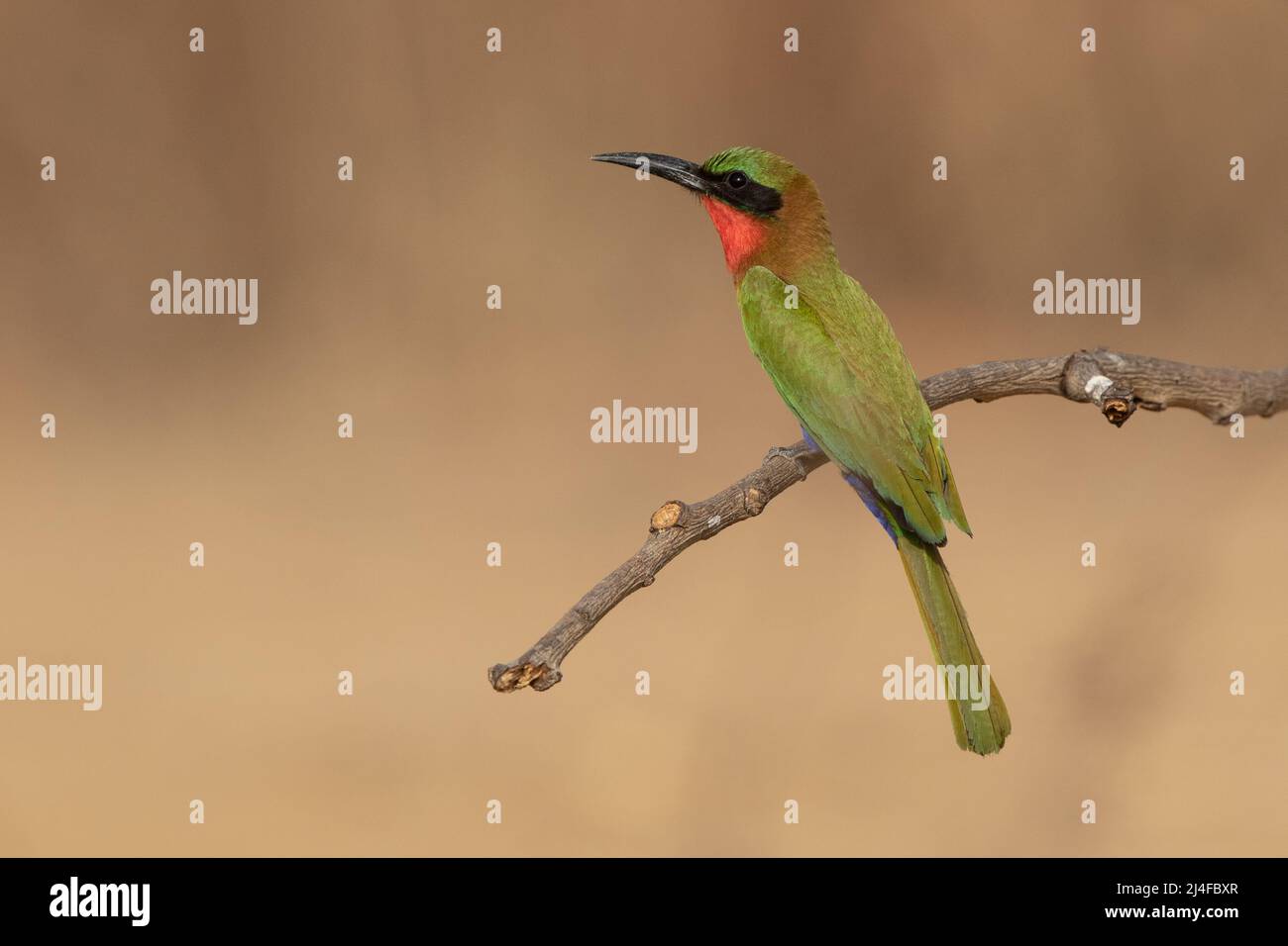 Red throated Bee-eater with copy space Stock Photo - Alamy