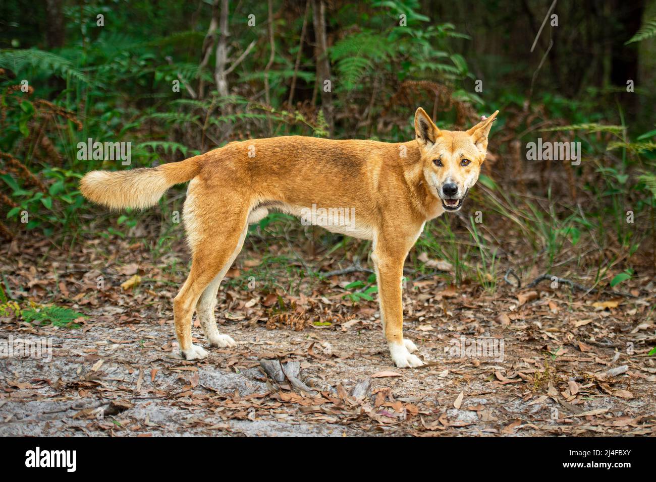 Australian forest fauna hi-res stock photography and images - Alamy