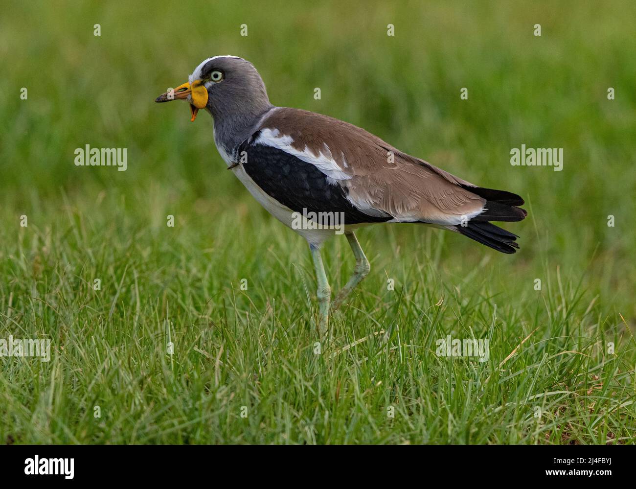 White crowned Lapwing (Vanellus albiceps Stock Photo - Alamy