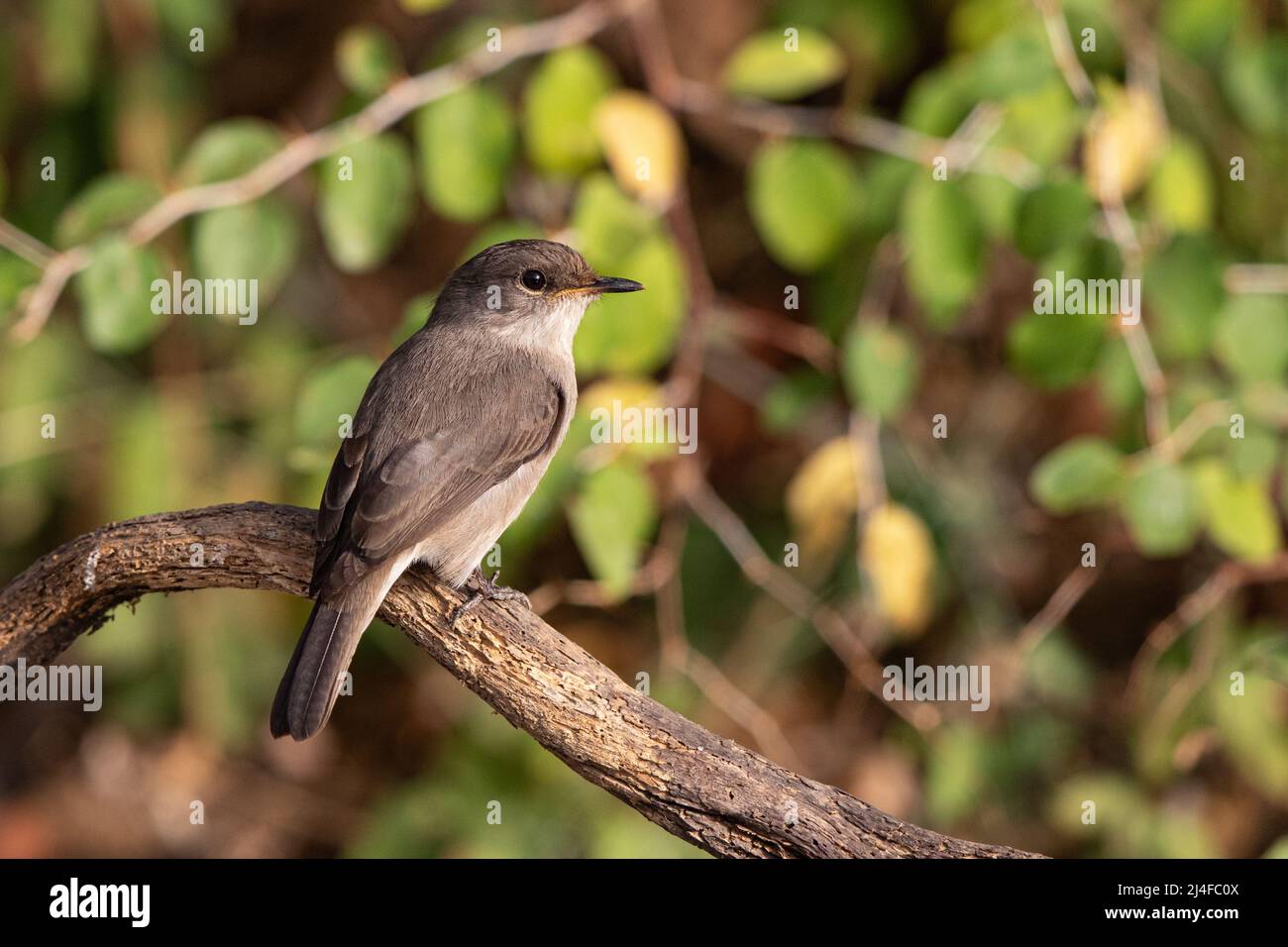 Swamp flycatcher hi-res stock photography and images - Alamy