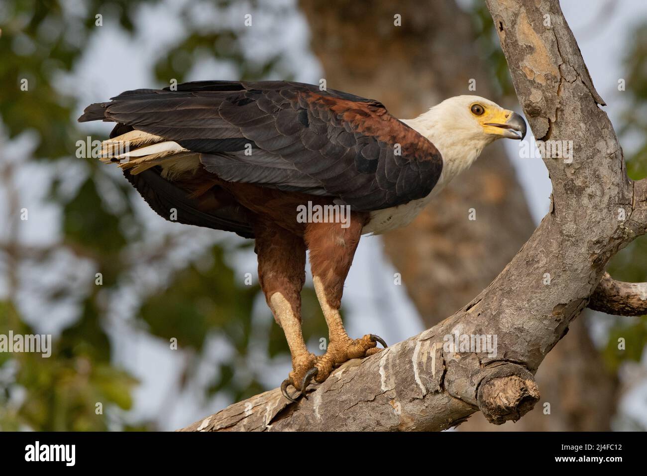 African fish eagle river hi-res stock photography and images - Alamy