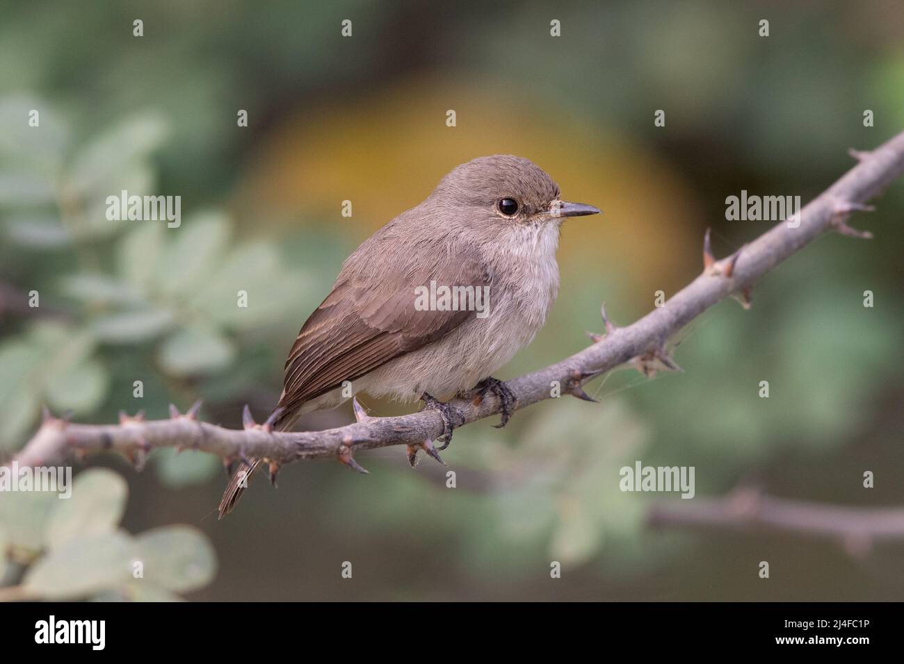 Muscicapidae flycatcher hi-res stock photography and images - Alamy