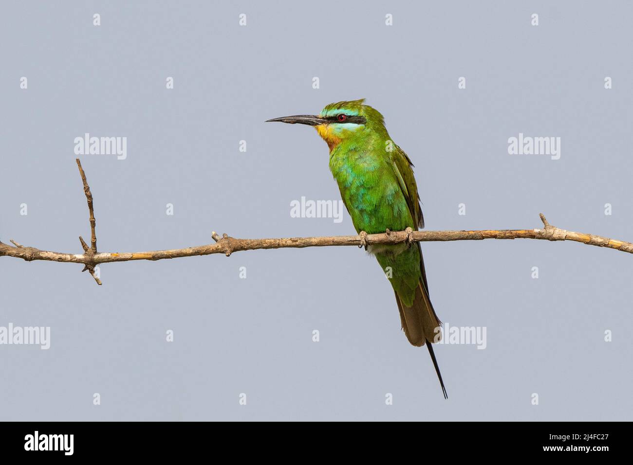 Swamp flycatcher hi-res stock photography and images - Alamy