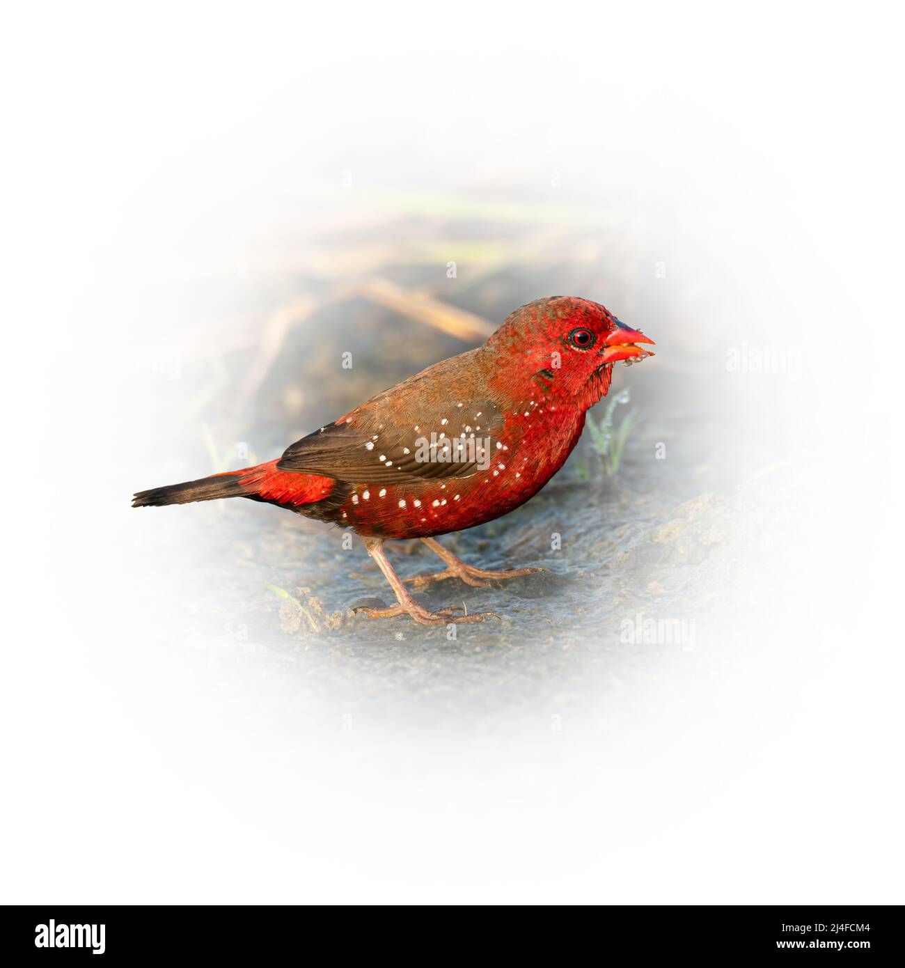 Gradient in grass Cut Out Stock Images & Pictures - Alamy