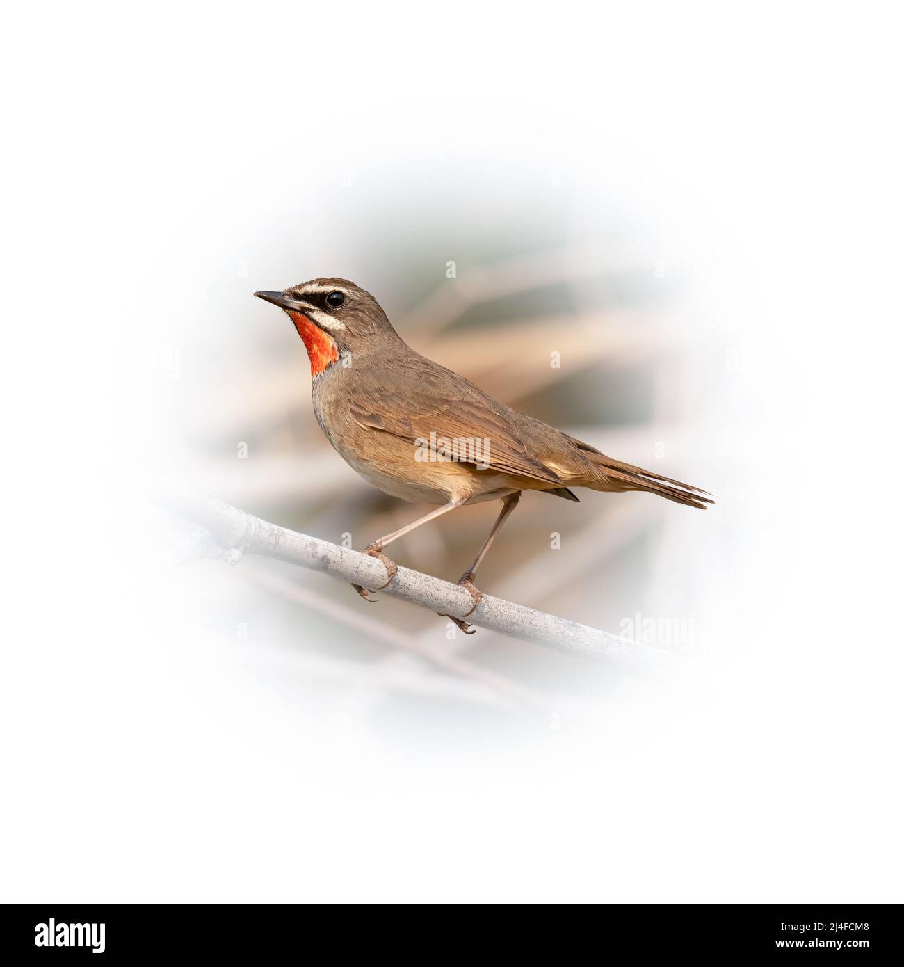 Siberian Rubythroat perching on a perch looking into a distance ...