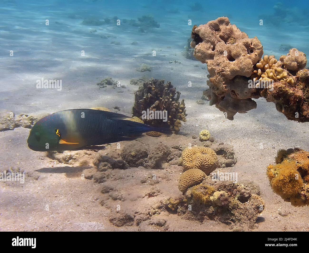 A Broomtail Wrasse (Cheilinus lunulatus) in the Red Sea, Egypt Stock ...