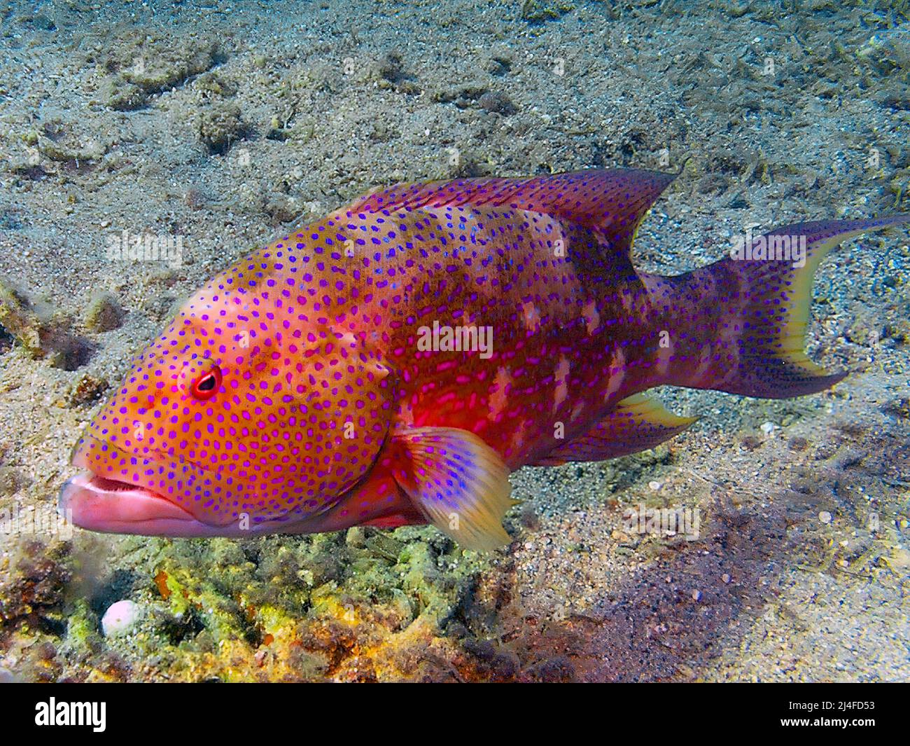 A Lyretail Grouper (Variola louti) in the Red Sea, Egypt Stock Photo ...