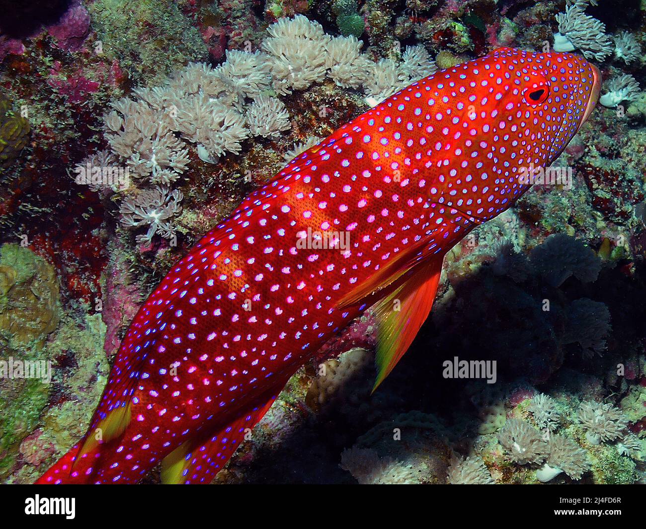 A Lyretail Grouper (Variola louti) in the Red Sea, Egypt Stock Photo ...