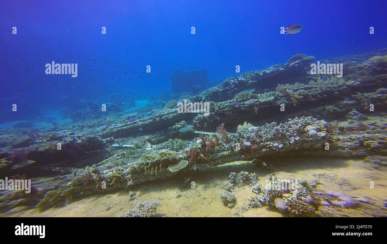 Cargo from the wreck of the Yolanda at the tip of the Sinai Peninsula ...