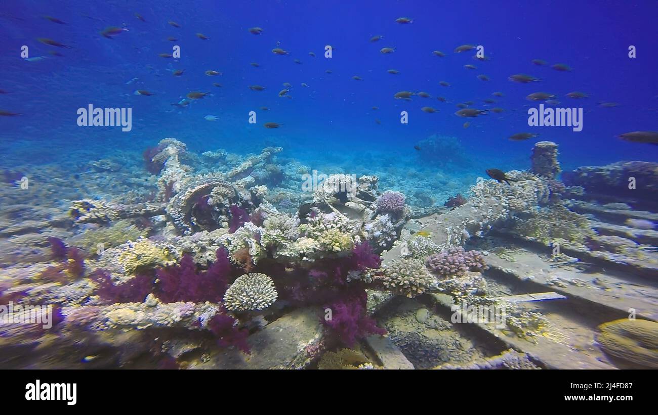 Cargo from the wreck of the Yolanda at the tip of the Sinai Peninsula ...