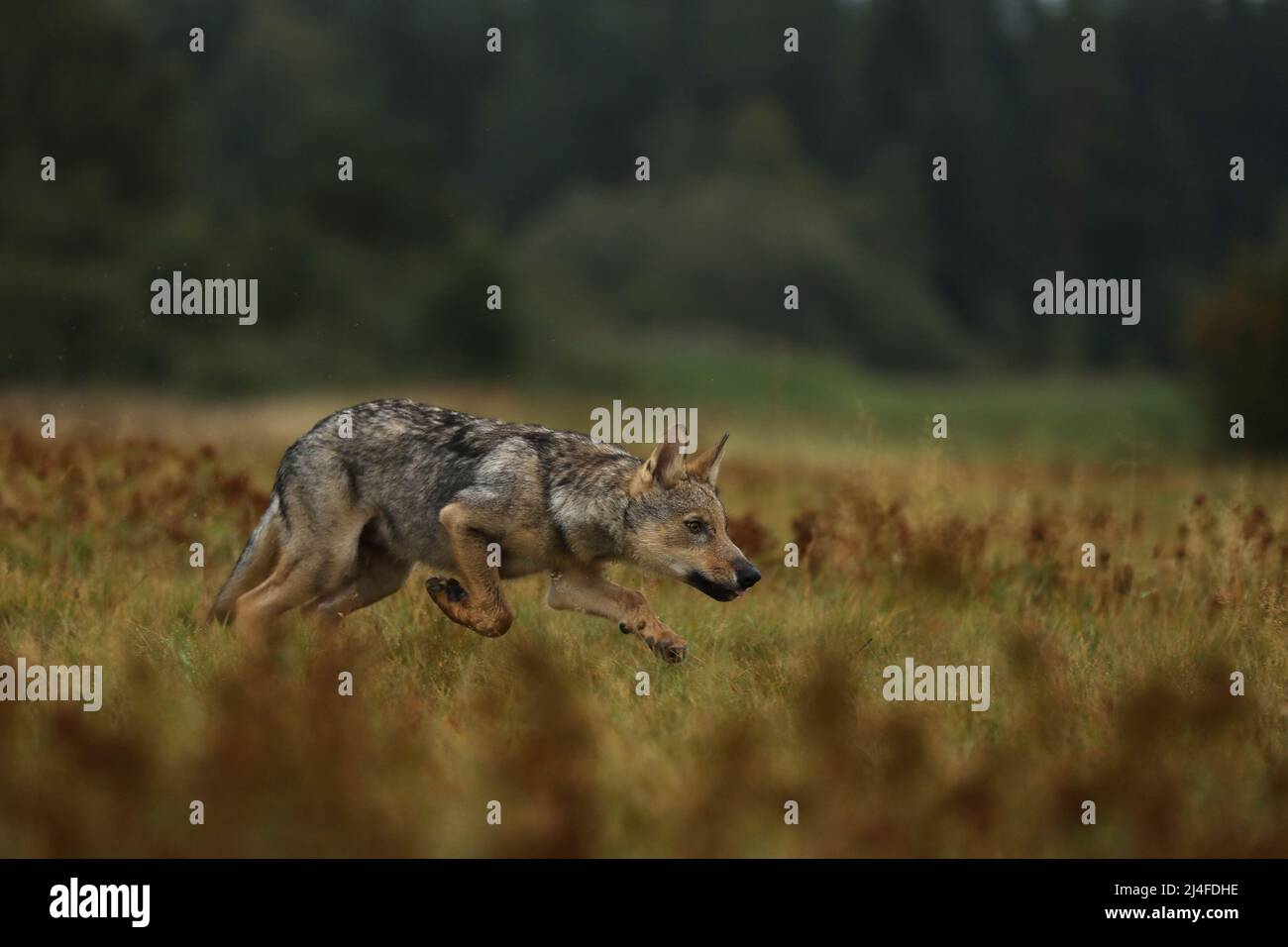 Wolf cub running in blossom grass Wolf from Finland. Gray wolf, Canis ...