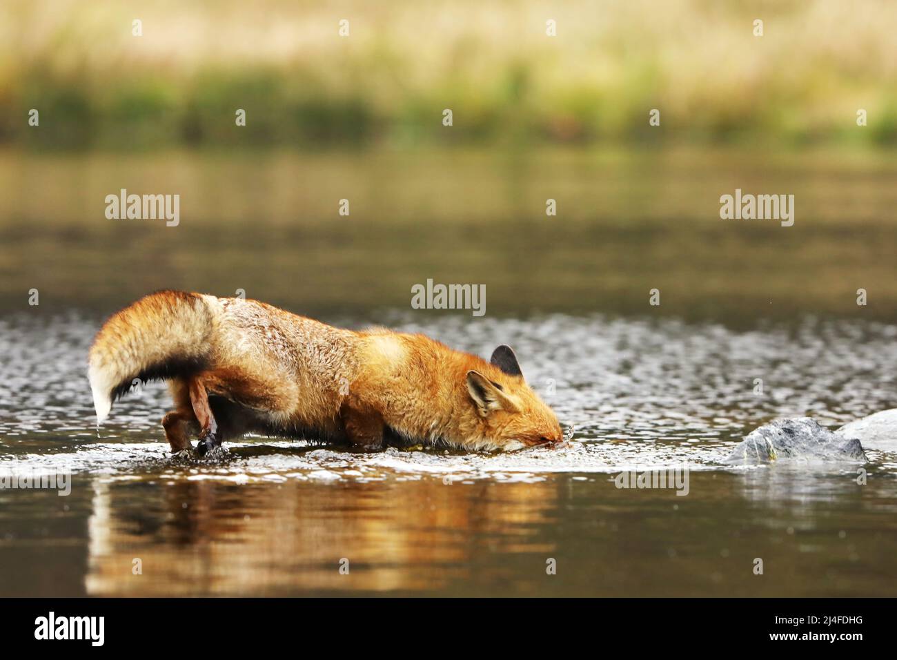 Red fox (Vulpes vulpes) catching fish in pond. Action scene in nature ...