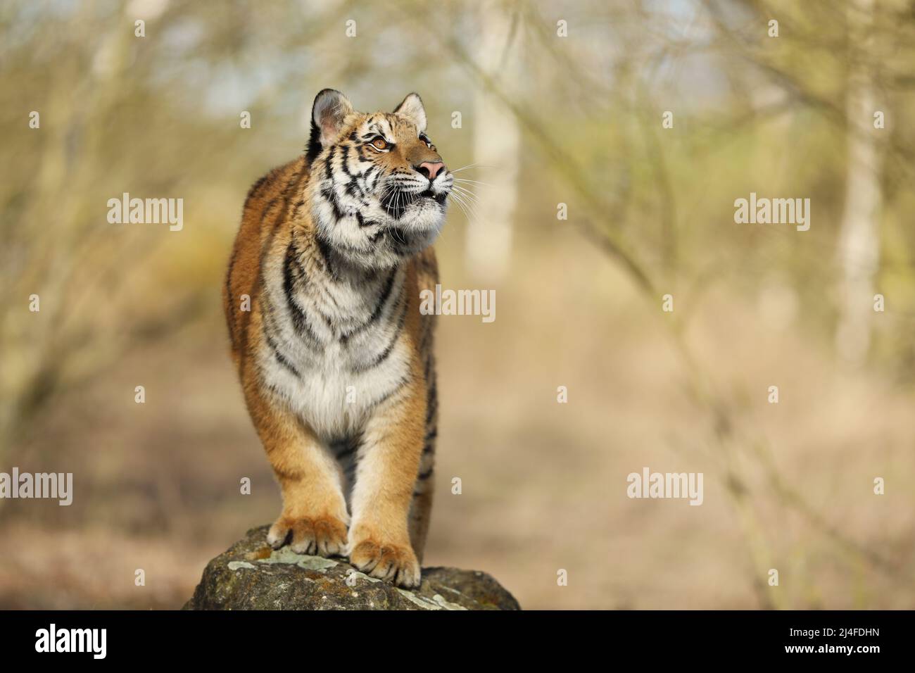 Siberian tiger jumping in wild taiga in summer. Russia. Panthera tigris ...