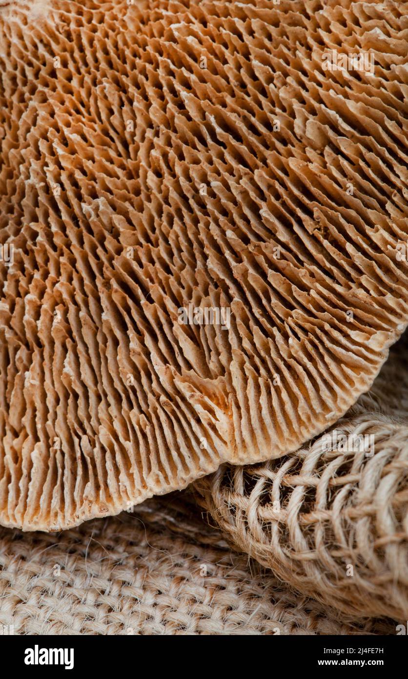 macro shot of nature background of dried fungus or forest mushroom ...