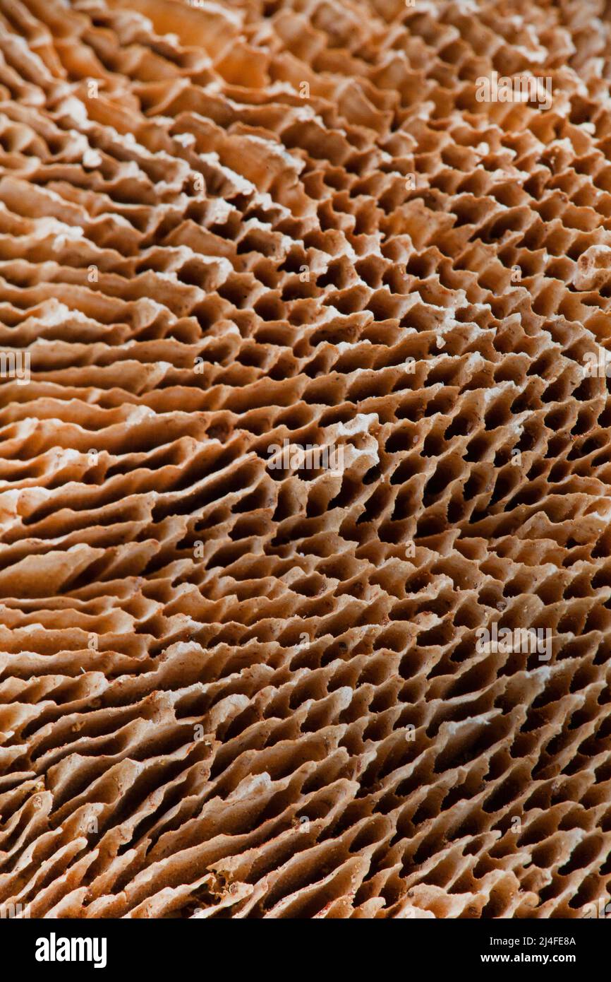 macro shot of nature background of dried fungus or forest mushroom ...