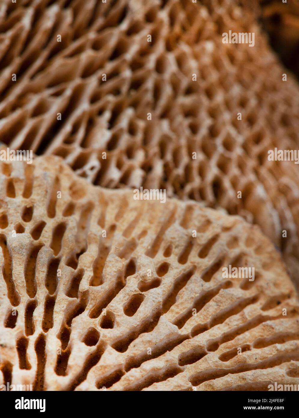 macro shot of nature background of dried fungus or forest mushroom ...