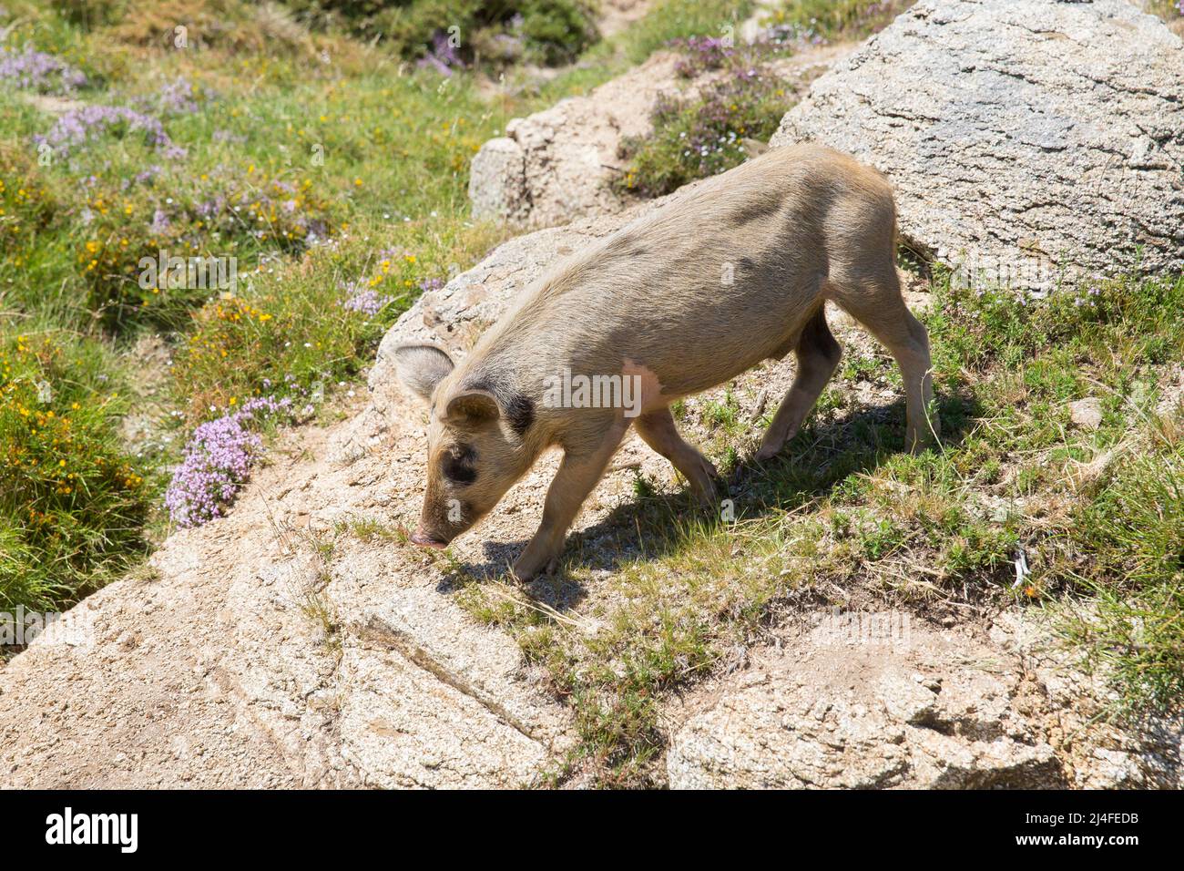 The animals live freely on the island of Corsica. Wild pig on the ...
