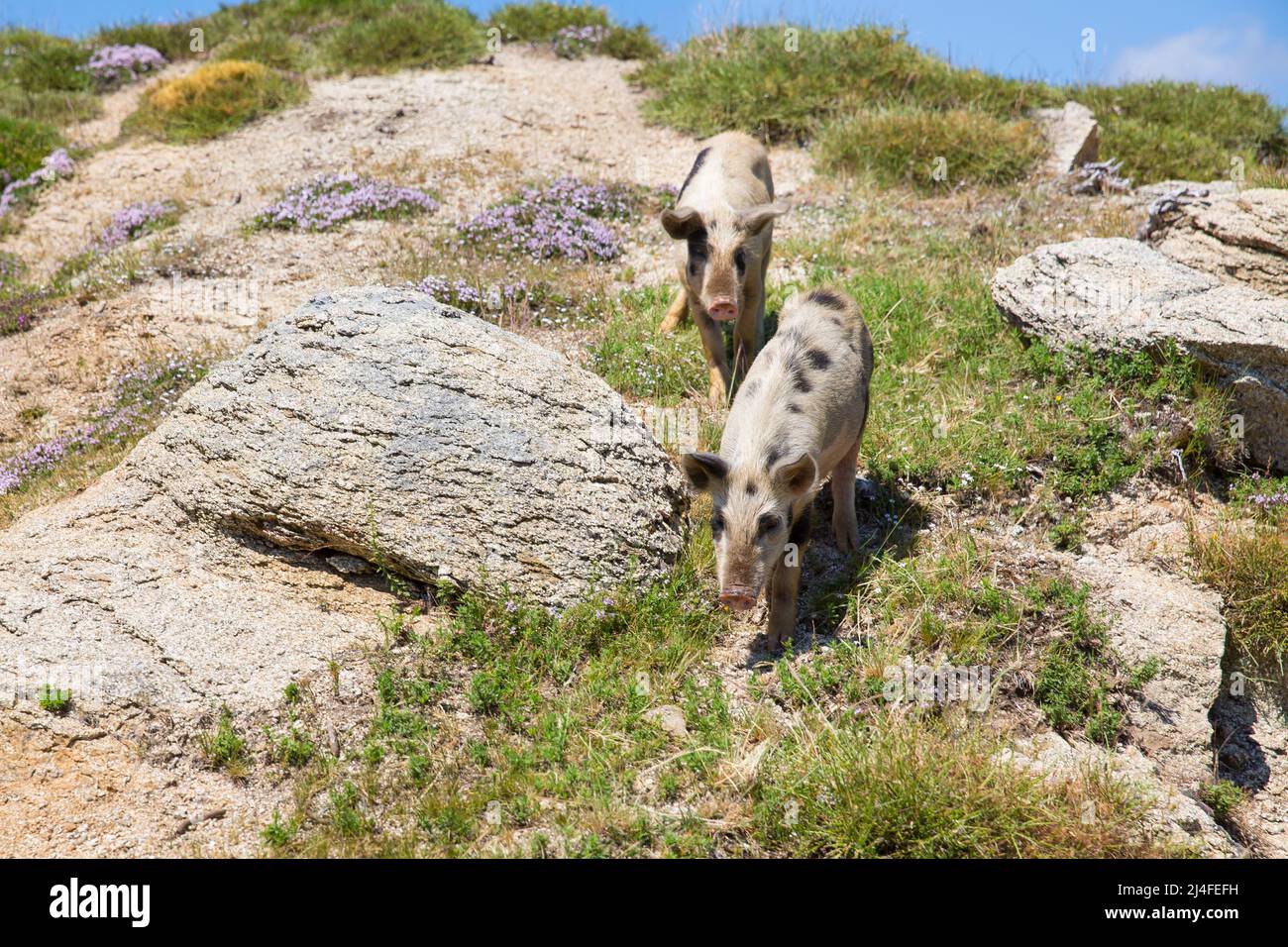 The animals live freely on the island of Corsica. Wild pig on the ...