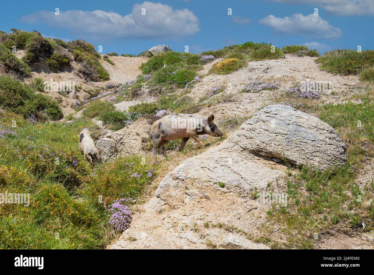 The animals live freely on the island of Corsica. Wild pig on the ...
