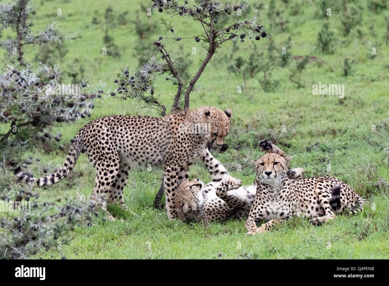 Cheetah predator hi-res stock photography and images - Alamy