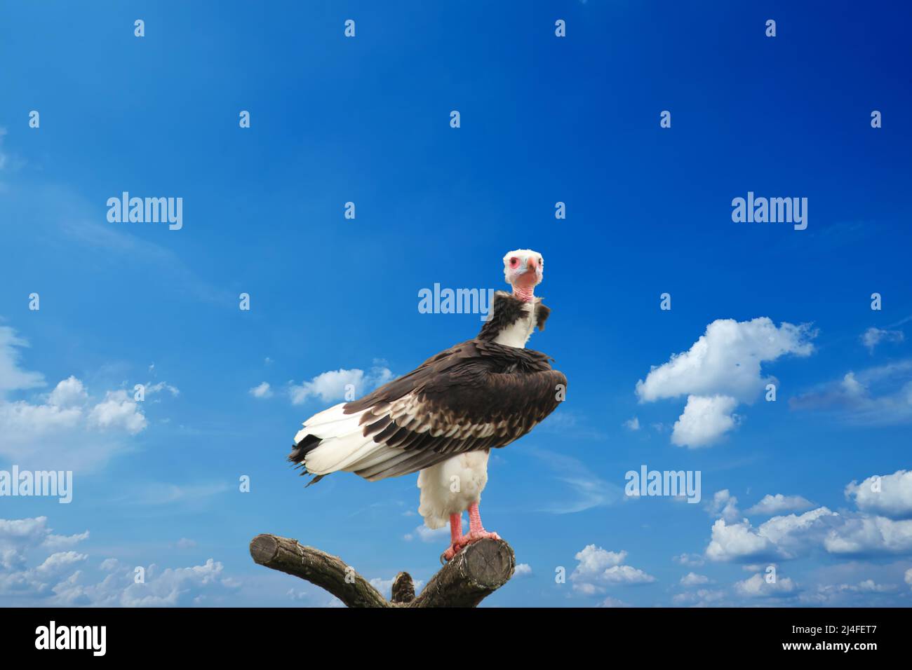 Woolly birds hi-res stock photography and images - Alamy