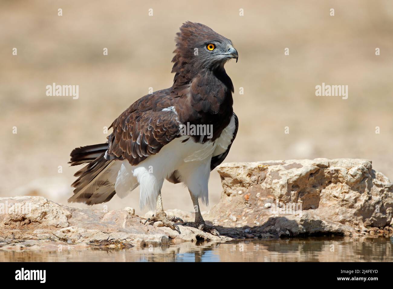 Black Chested Snake Eagle